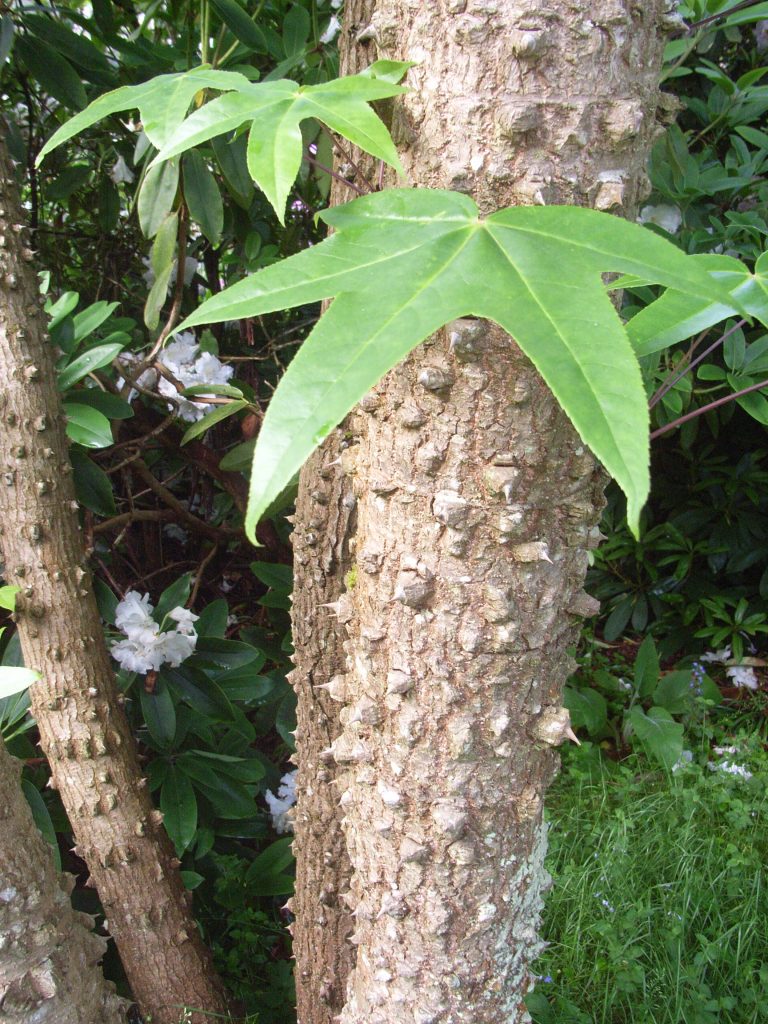 Prickly Castor Oil Tree (Kalopanax septemlobus) | Grayshott Gardeners